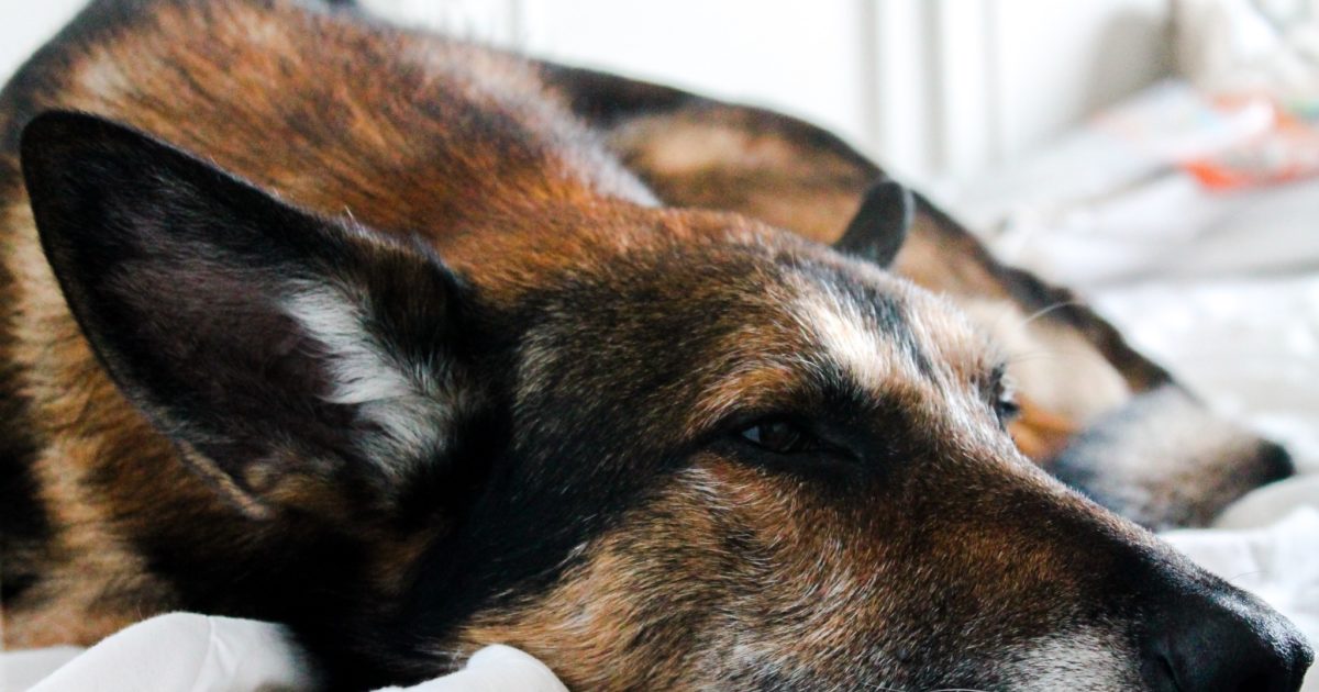 When its Time to Say Goodbye: Pet Euthanasia | FirstVet