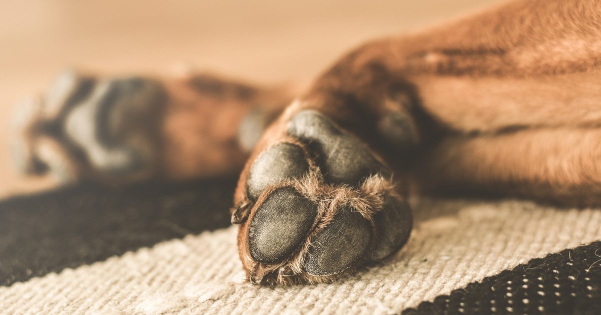 Pet Medication Guide for Prozac | FirstVet