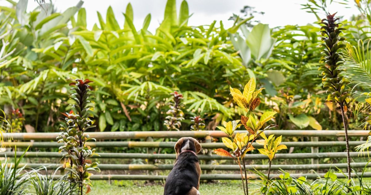 Sago Palm Toxicity in Dogs and Cats | FirstVet