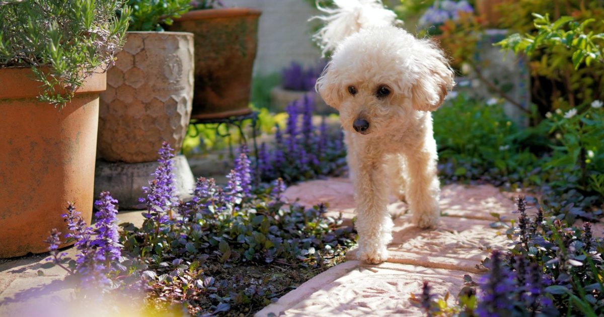 Your Guide to Poisonous Plants for Dogs | FirstVet