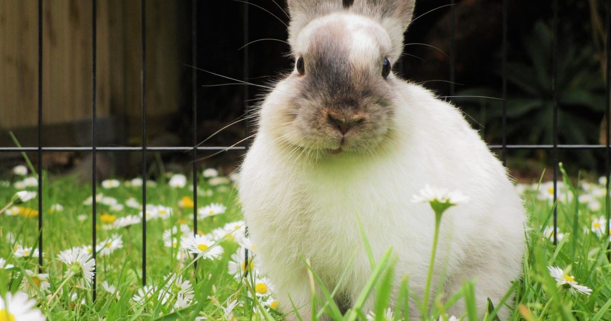 Expert Guide to Rabbit Cages and Enclosures | FirstVet