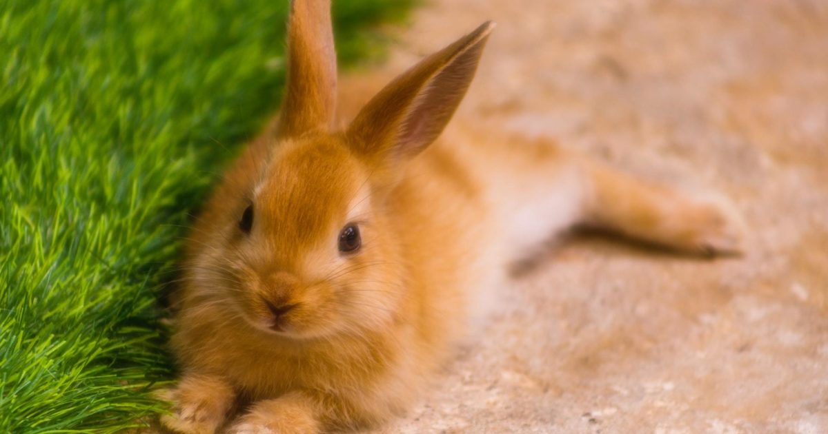 Common Symptoms and Causes of Ear Infections in Rabbits | FirstVet