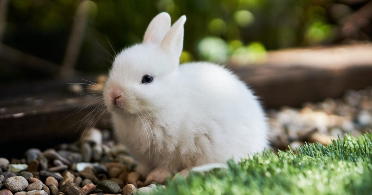 Rabbit Hemorrhagic Disease: Diagnosis, Treatment, and Prevention | FirstVet