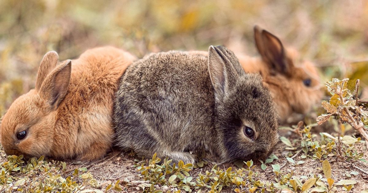 Can rabbits get ringworm? Symptoms and Treatment | FirstVet
