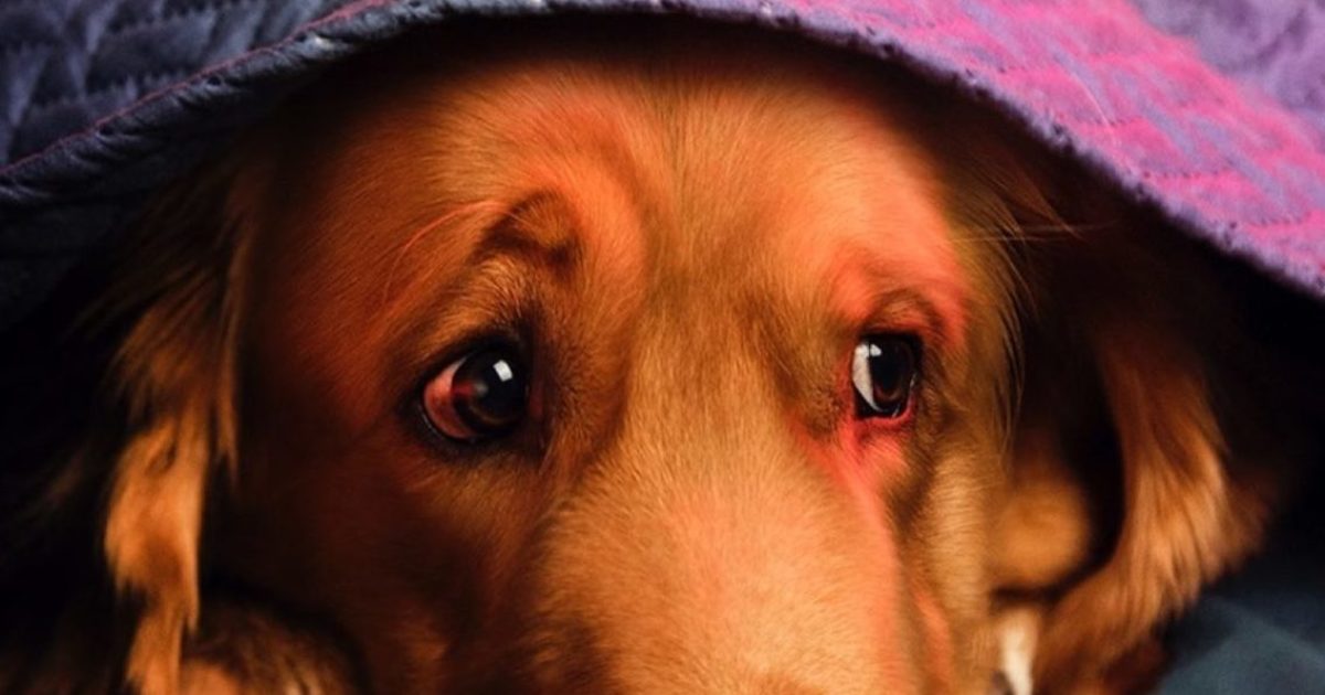 Managing Your Pet's Fear of Fireworks and Other Noises | FirstVet