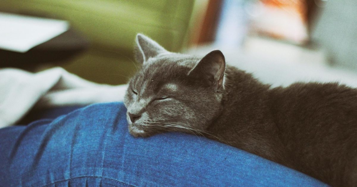 How can you tell if your cat is in pain? | FirstVet