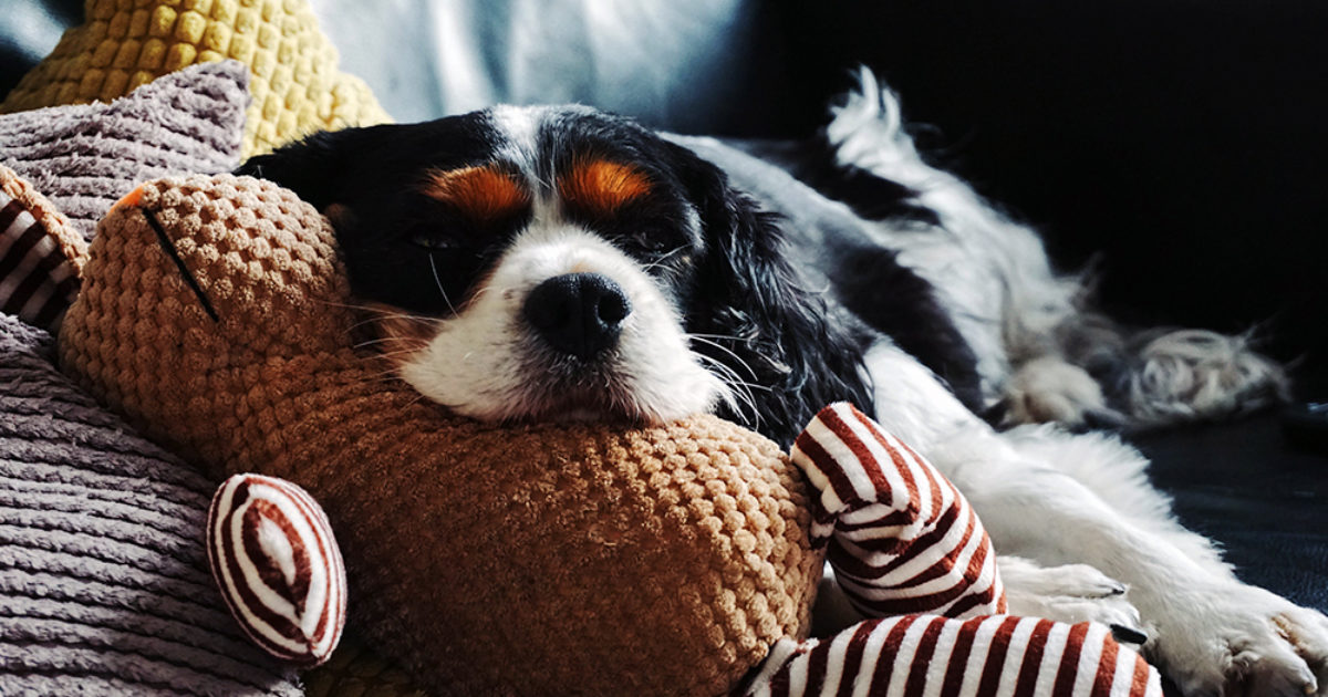 Neutering Female Dogs | FirstVet