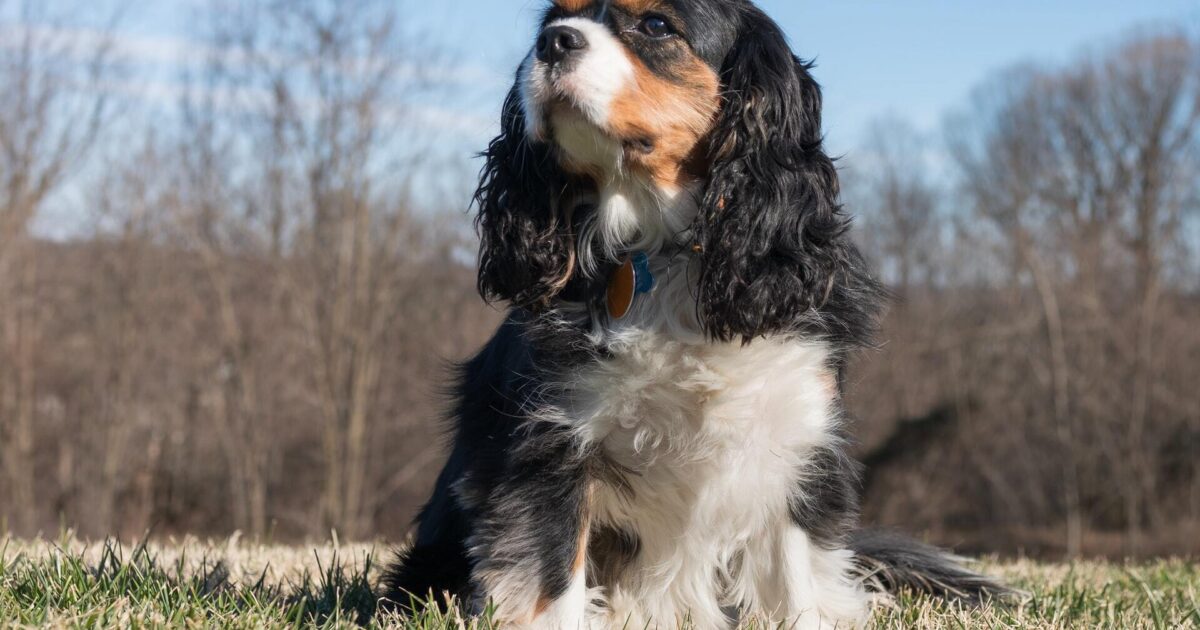 Spironolactone for Pets: Uses and Safety Information | FirstVet