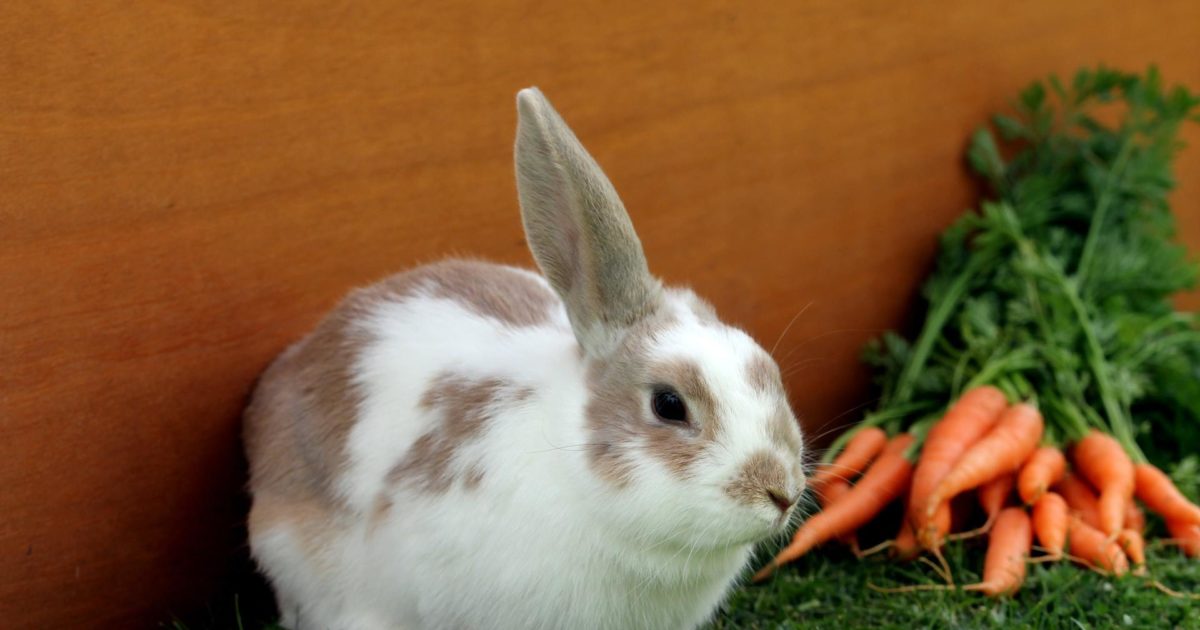 Poisonous and Non-Toxic Plant List for Rabbits | FirstVet