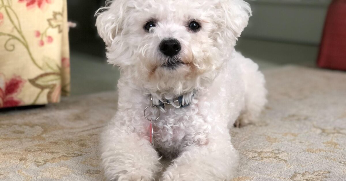 Tylosin (Tylan) for Dogs and Cats: Uses and Safety | FirstVet