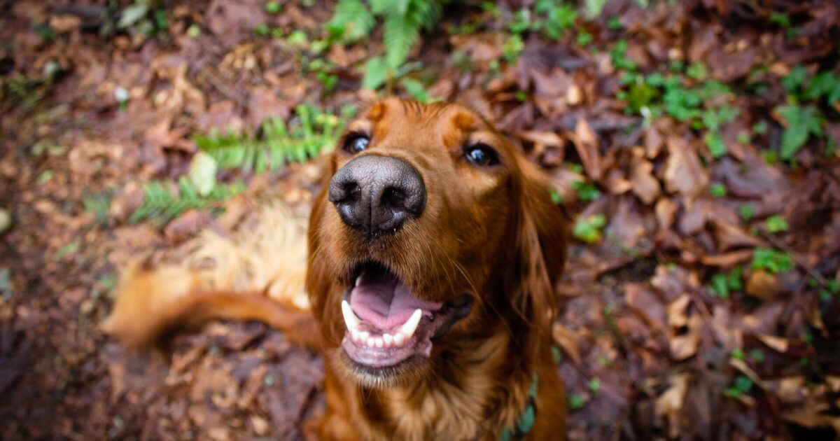 Causes and Symptoms of Urinary Problems in Dogs | FirstVet