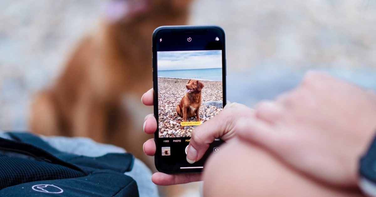 Veterinary Virtual Care: Telemedicine vs. Teletriage | FirstVet