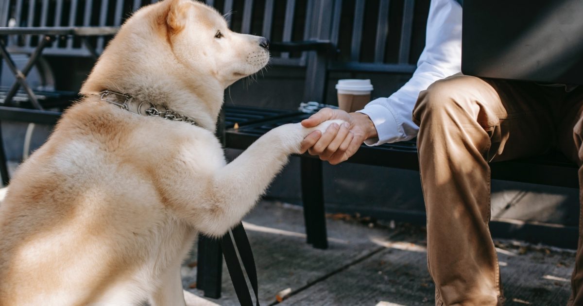 What to Expect When Your Pet Has an Electrocardiogram | FirstVet