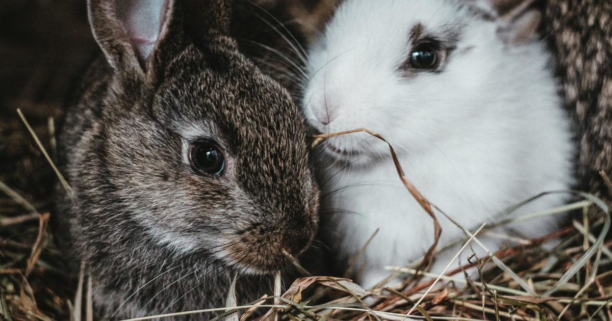 How to Keep Your Rabbit Healthy This Winter | FirstVet
