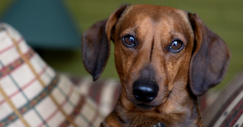 Dry Scaly Ears In Dogs